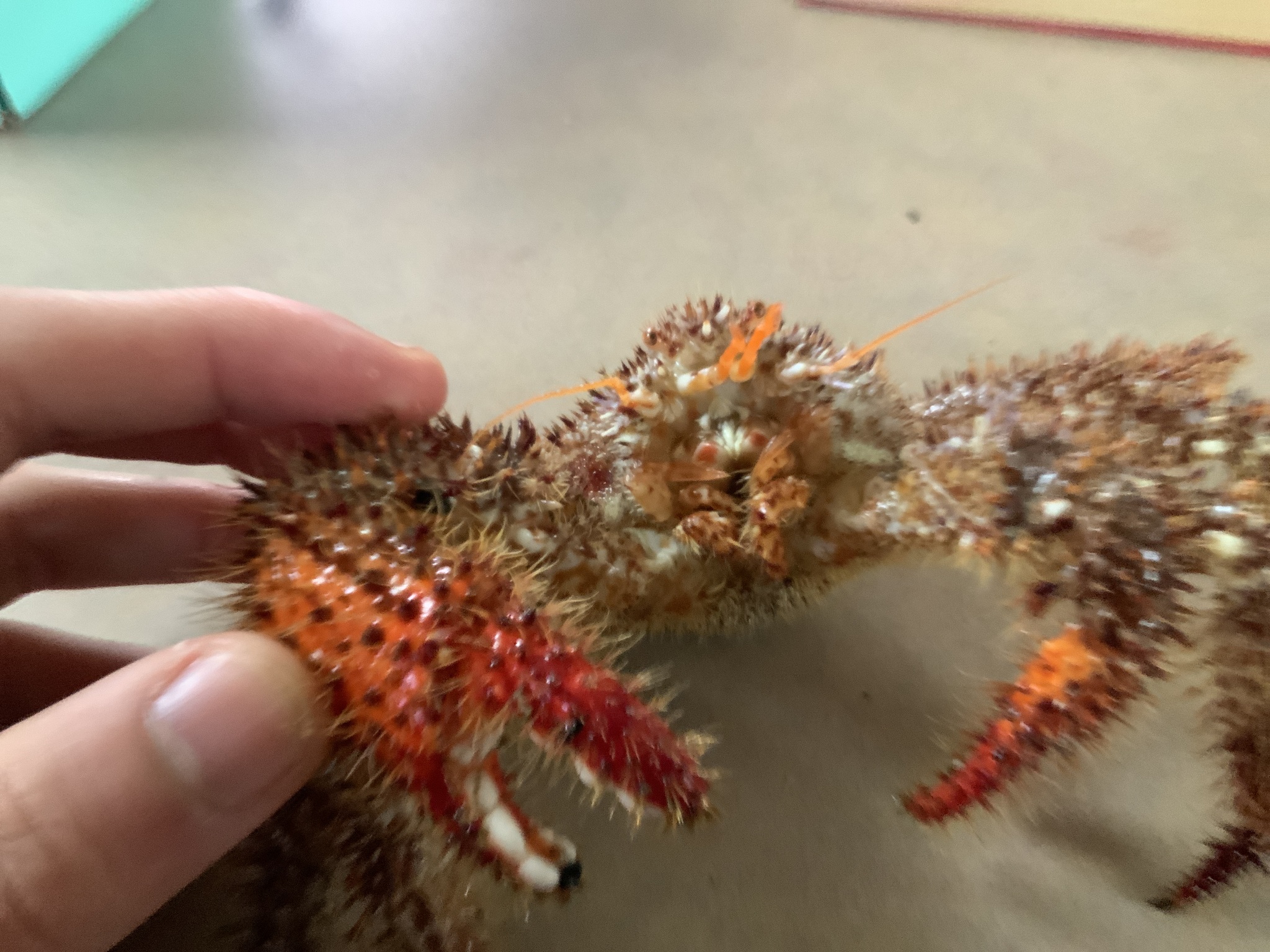 Acantholithodes hispidus (Stimpson, 1860)