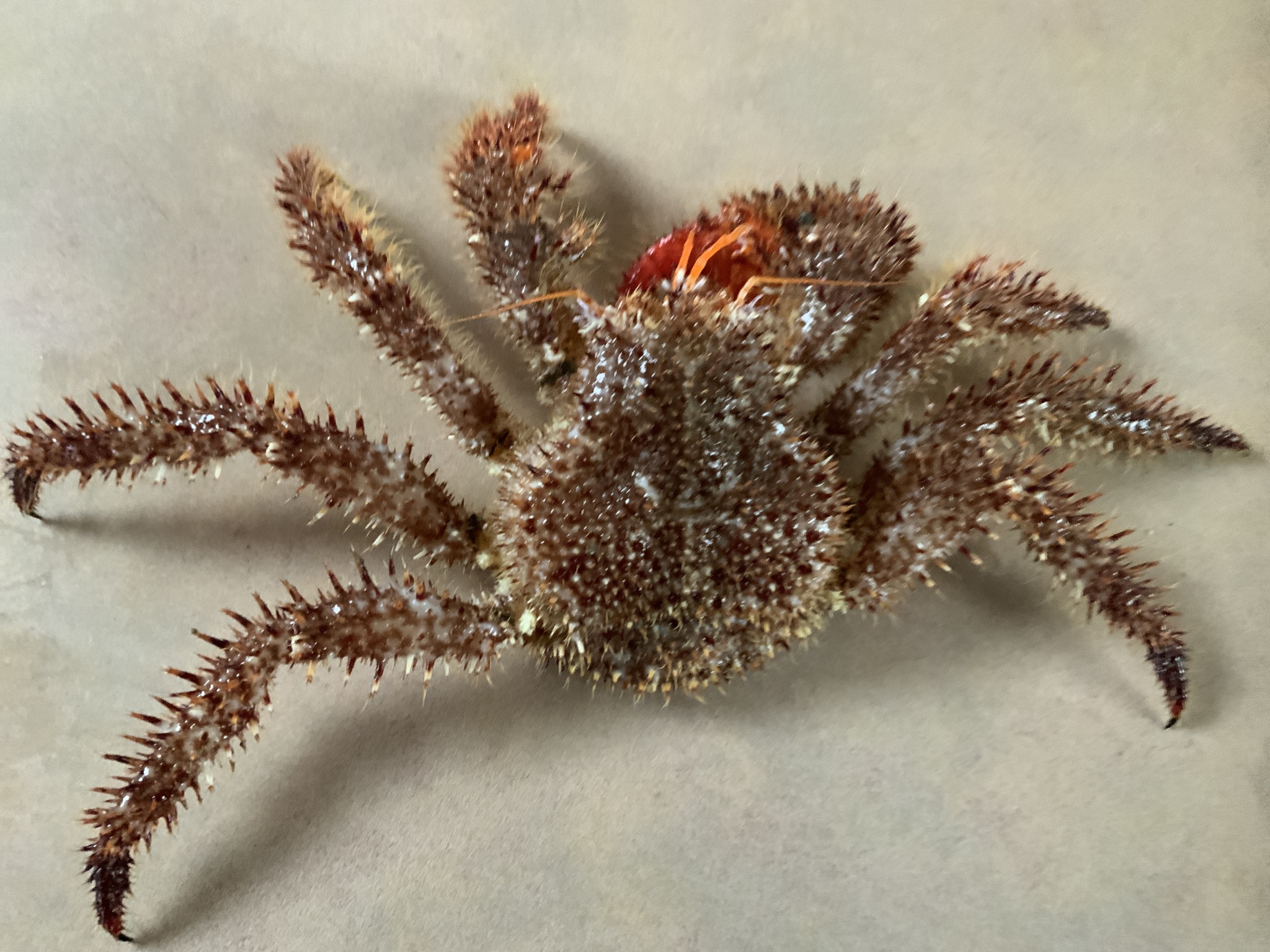 Acantholithodes hispidus (Stimpson, 1860)