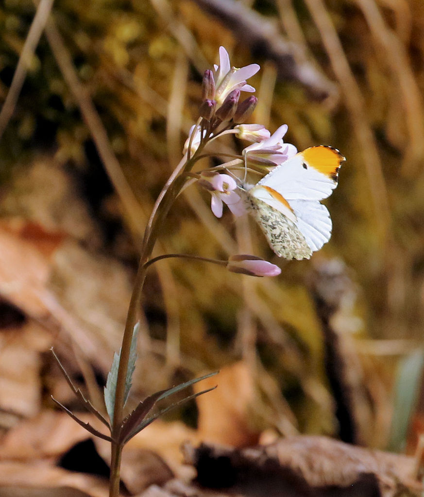 Falcate Orangetip from Sullivan County, TN, USA on March 22, 2022 at 05 ...