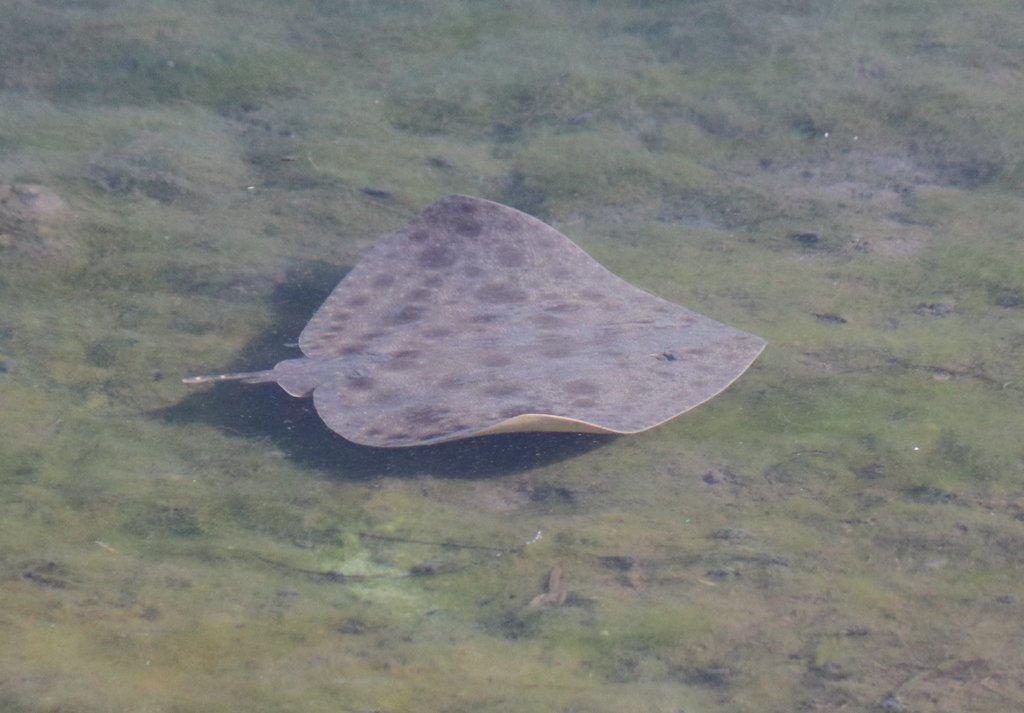 California Butterfly Ray from Ocean Beach, San Diego, CA, USA on August ...