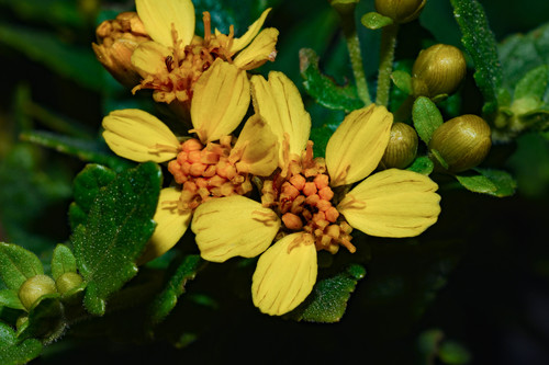 Calea clematidea · iNaturalist