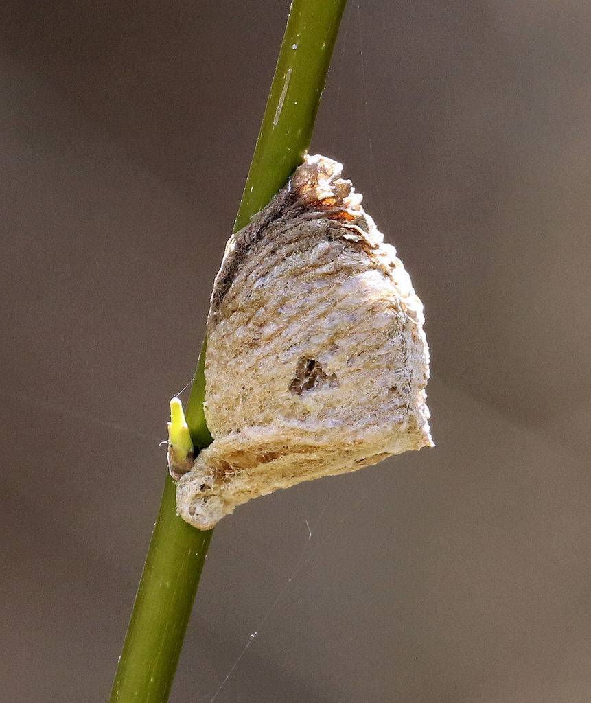 Chinese Mantis from Laurel Run Area, TN, USA on March 24, 2022 at 12:18 ...