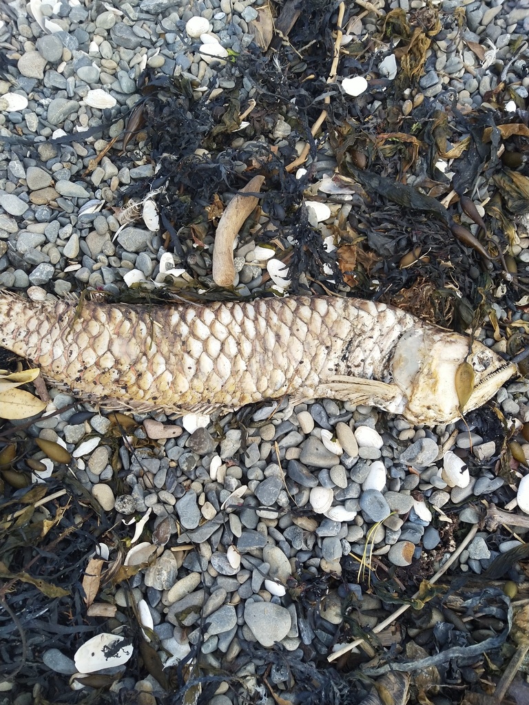 South American Arowanas from Petone, Lower Hutt, New Zealand on March ...