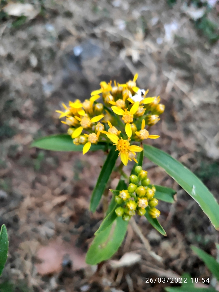 Willow Ragwort from Rancho Cortes, 62120 Cuernavaca, Mor., México on ...