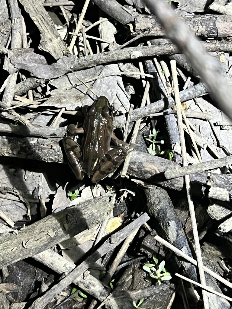 Southern Leopard Frog from Old Murphy Rd, Zebulon, NC, US on March 25 ...