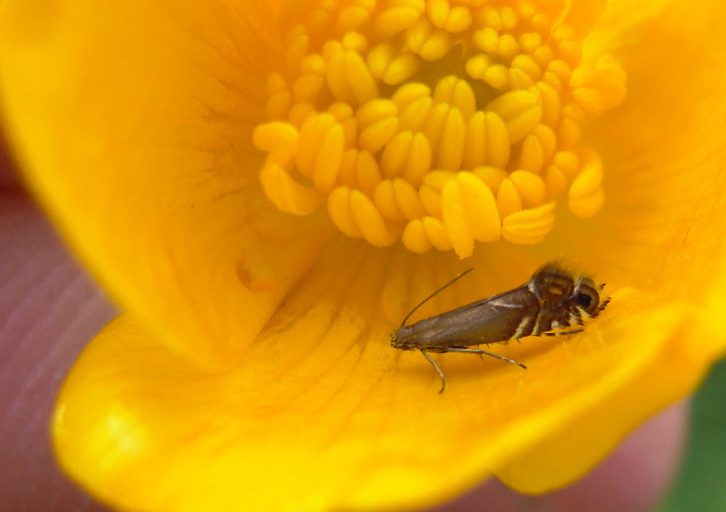 Cocksfoot Moth (Insects validated new to N.Z. by MPI) · iNaturalist