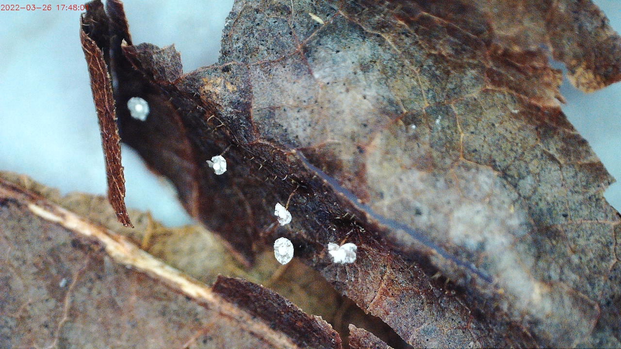 Didymium bahiense Gottsb., 1968