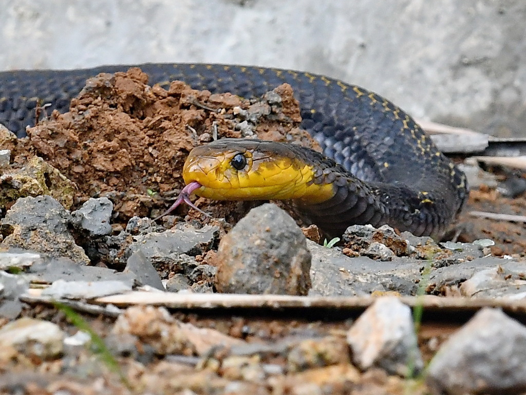 Samar Cobra in January 2022 by stefanie_de_win · iNaturalist