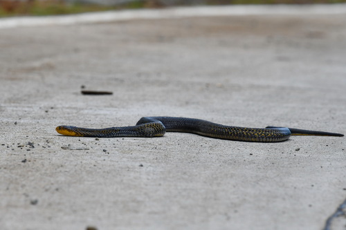 Samar Cobra (Naja samarensis) - Snakes and Lizards