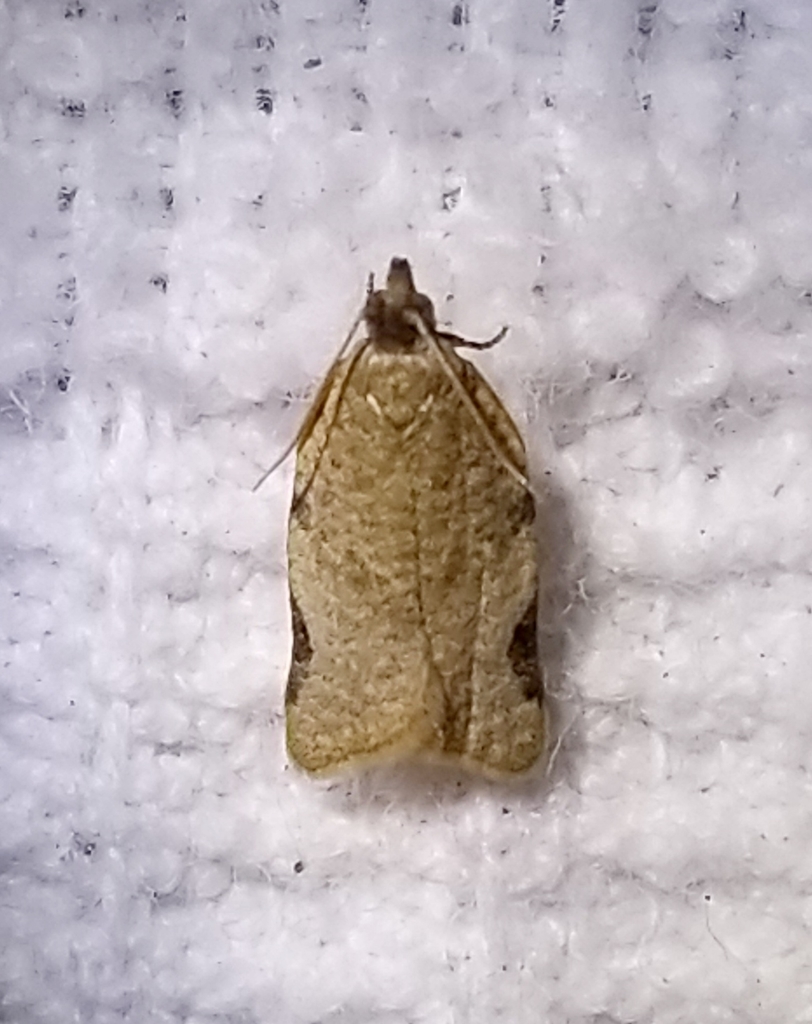 Greenish Apple Moth from Central Arlington, Arlington, TX, USA on March ...