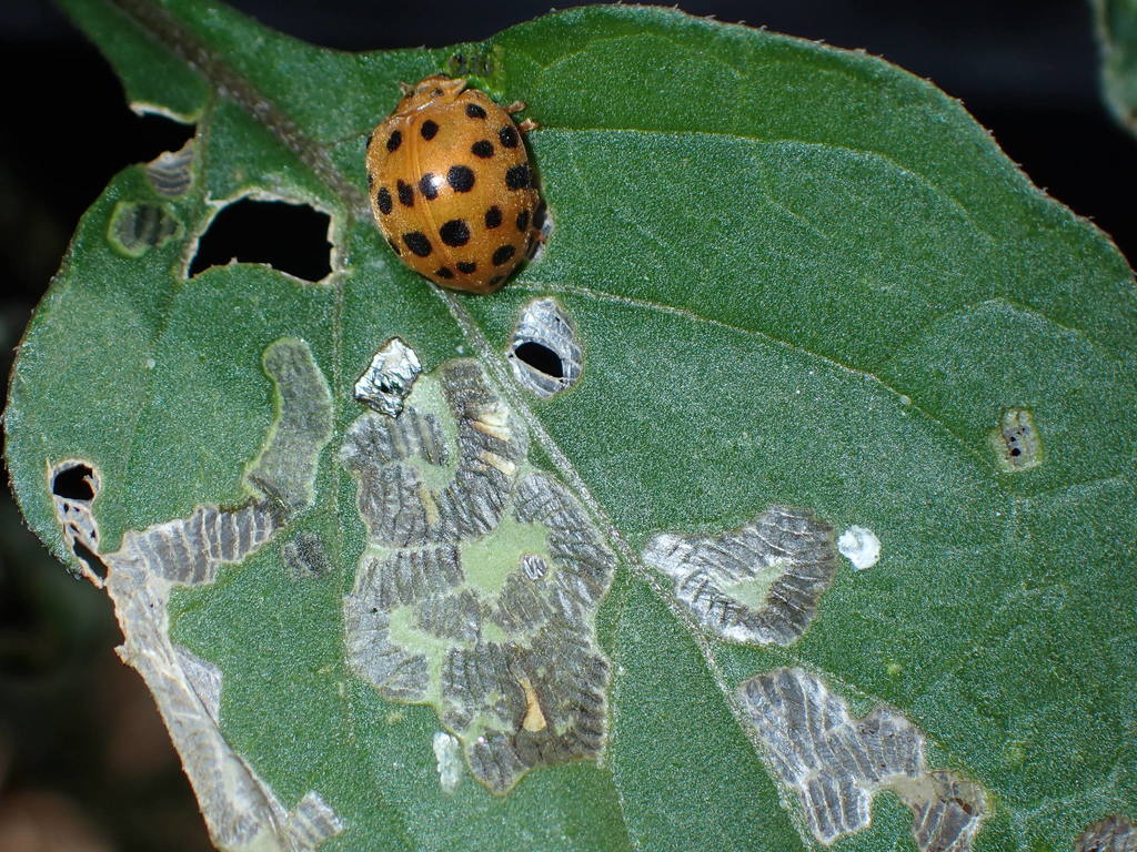 Hadda Beetle from Avondale, Auckland, ニュージーランド on March 25, 2022 at 03: ...
