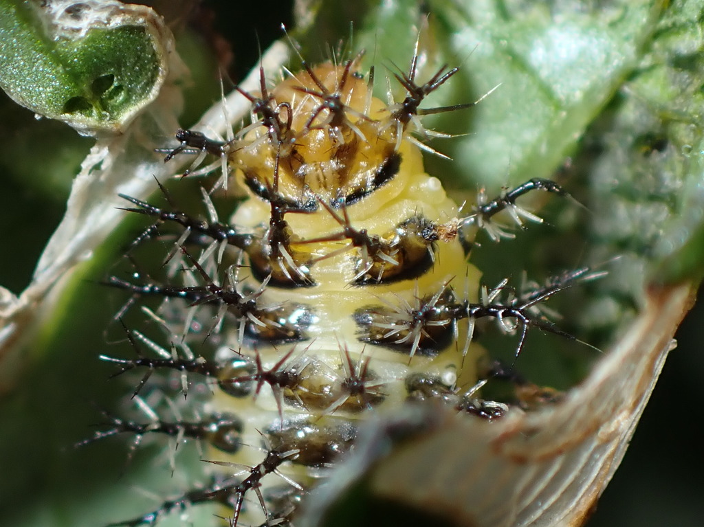 Hadda Beetle from Avondale College, Avondale, West Auckland, New ...