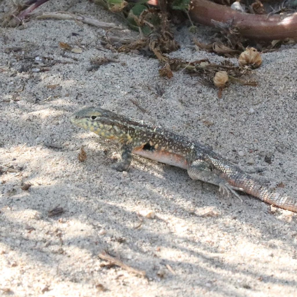 Common Side-blotched Lizard from Point Loma, San Diego, CA, USA on ...