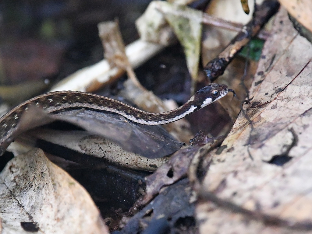 White-lined Water Snake (Rhabdophis auriculatus) - Snakes and Lizards