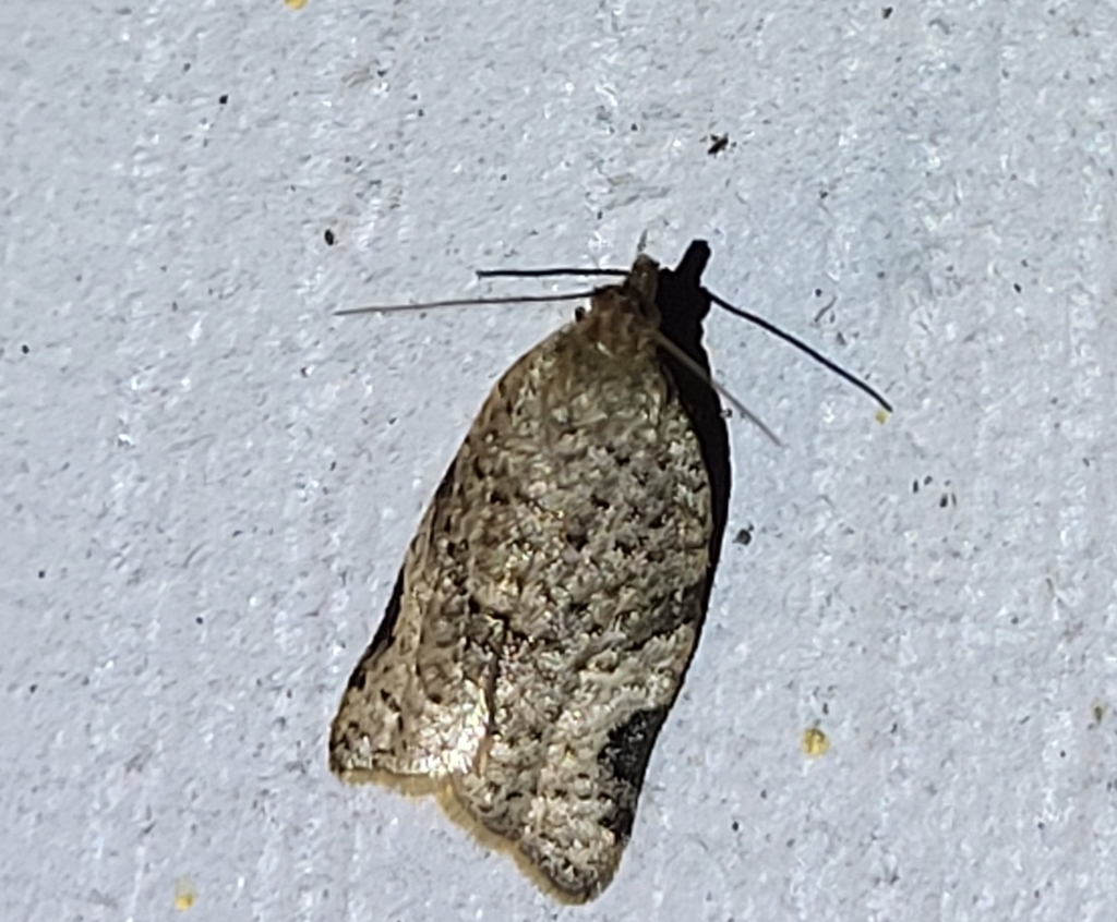 Greenish Apple Moth in March 2022 by aprilsee · iNaturalist