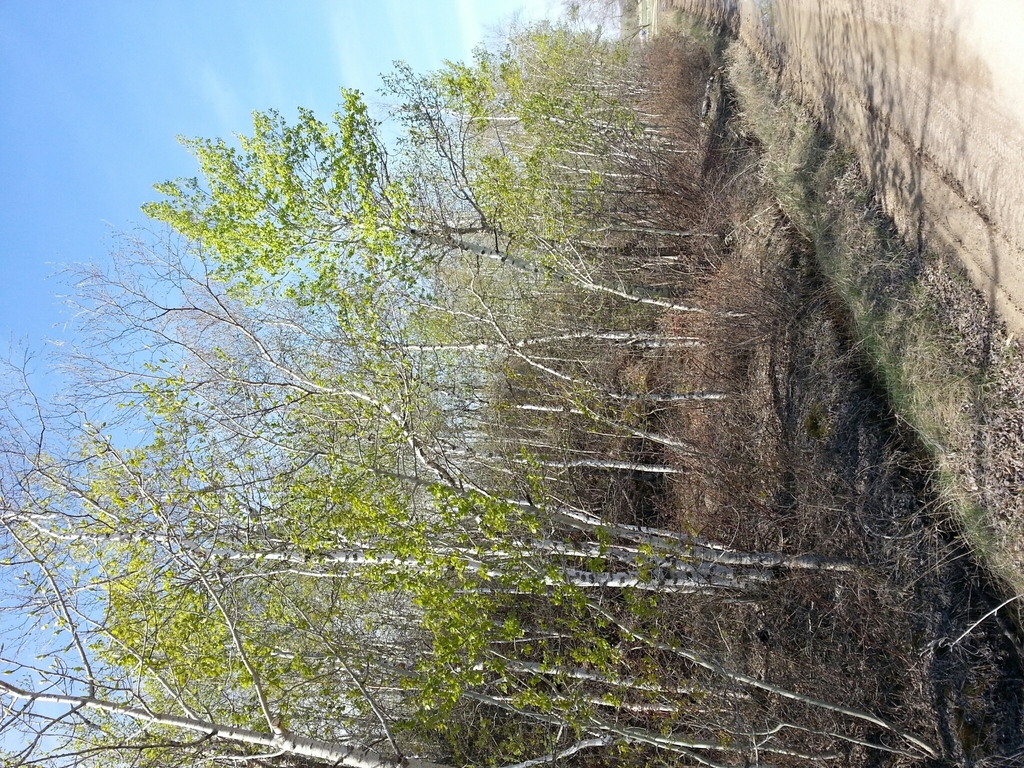 trembling aspen on May 15, 2015 at 10:16 AM by Sarah Vinge-Mazer ...