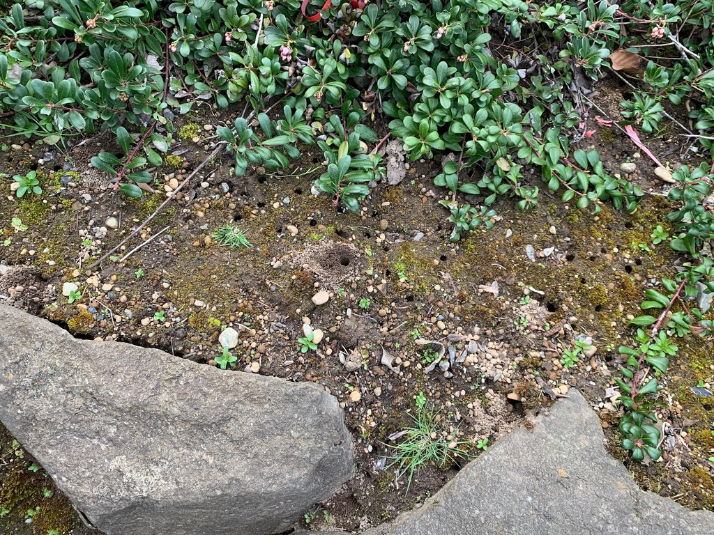 Pacific Digger Bee in March 2022 by eebee · iNaturalist