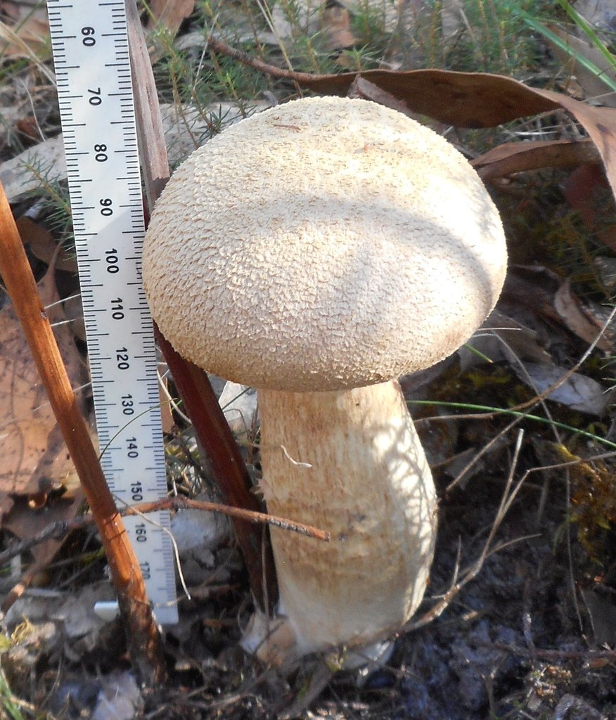 Boletellus from Glenelg - North, AU-VI, AU on March 27, 2022 by ...