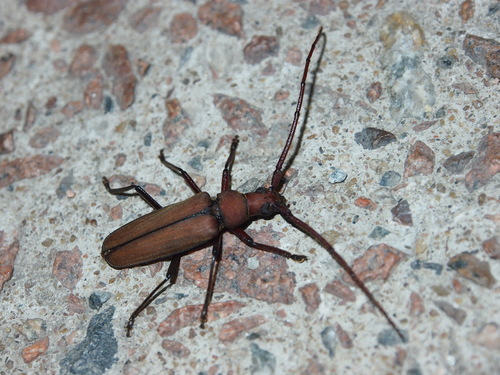 Genus Aegolipton · iNaturalist