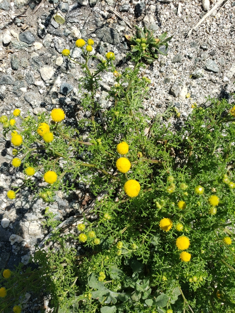 stinknet from Hemet, CA 92545, USA on March 26, 2022 at 01:22 PM by ...