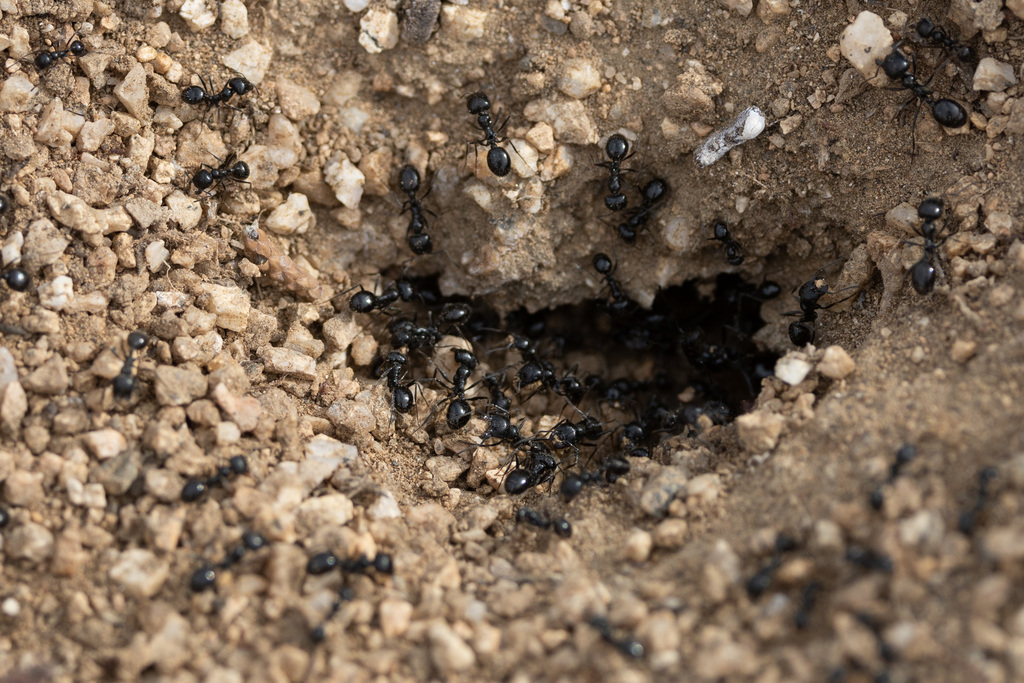 Veromessor pergandei from Longview Park, Los Angeles, California ...