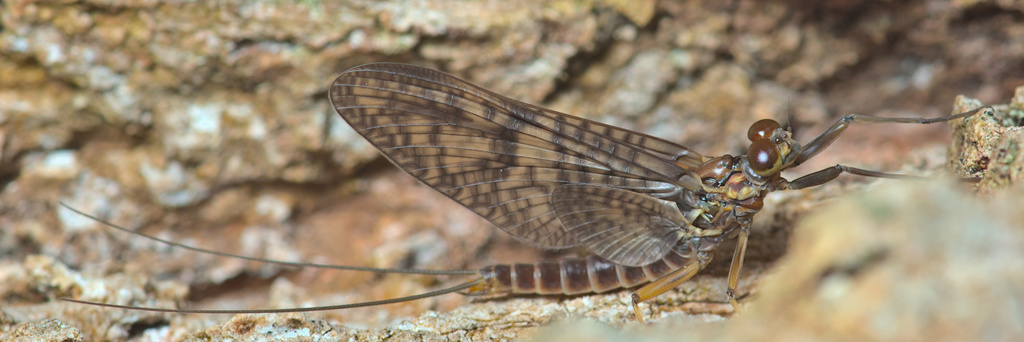 Giant Mayfly from Harlow, Eugene, OR, USA on March 26, 2022 at 03:17 PM ...
