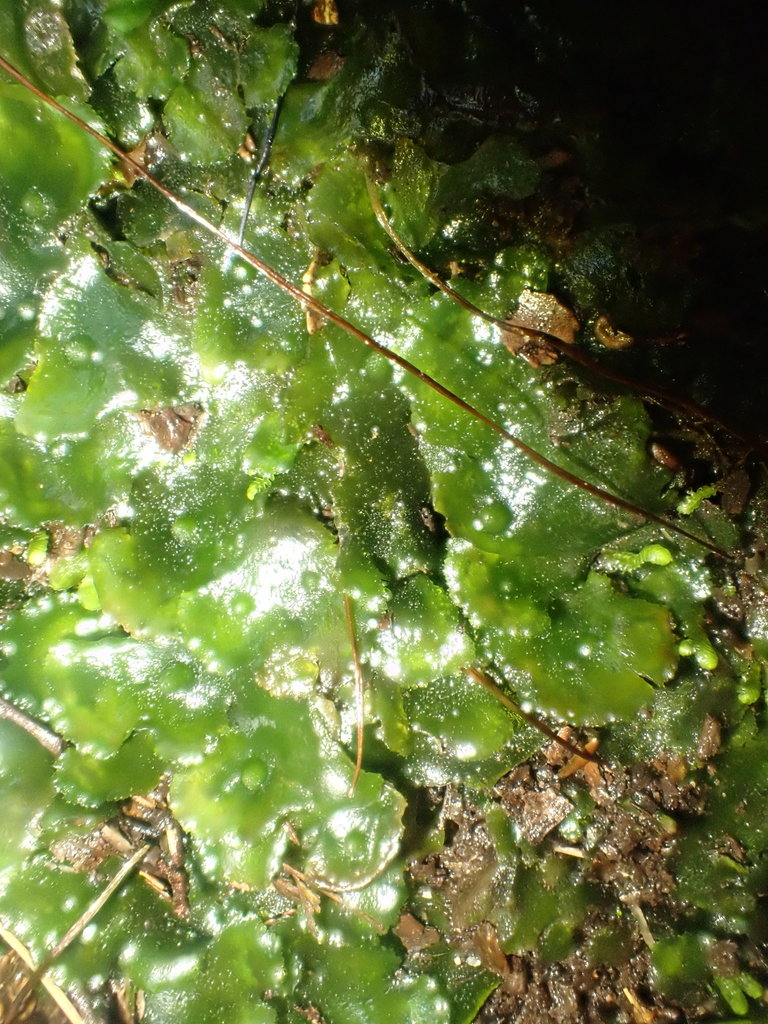 Monoclea forsteri from Fiordland, NZ-SO-SL, NZ-SO, NZ on February 11 ...