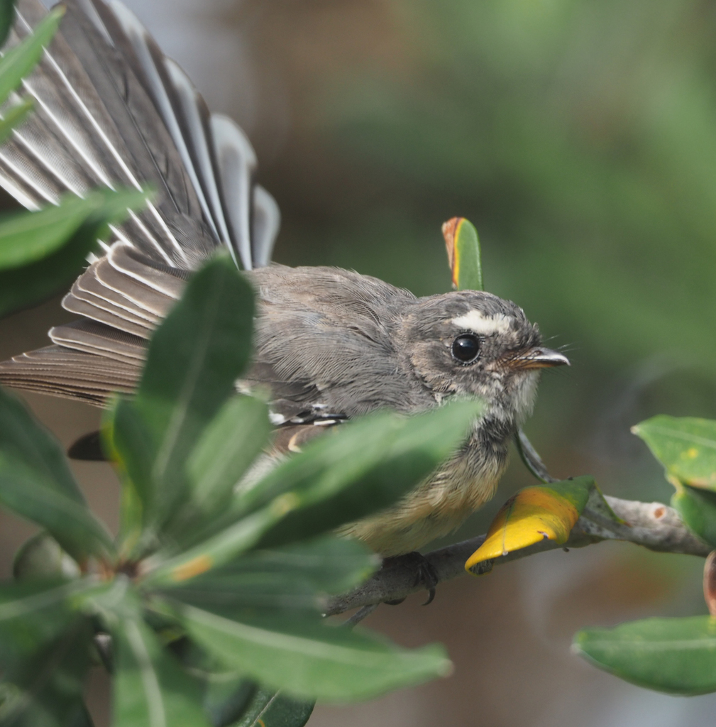 Grey Fantail from Currarong NSW 2540, Australia on February 27, 2022 at ...
