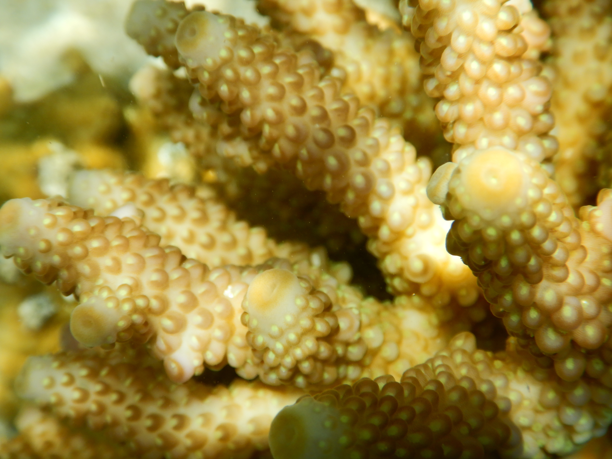 Acropora humilis (Dana, 1846)