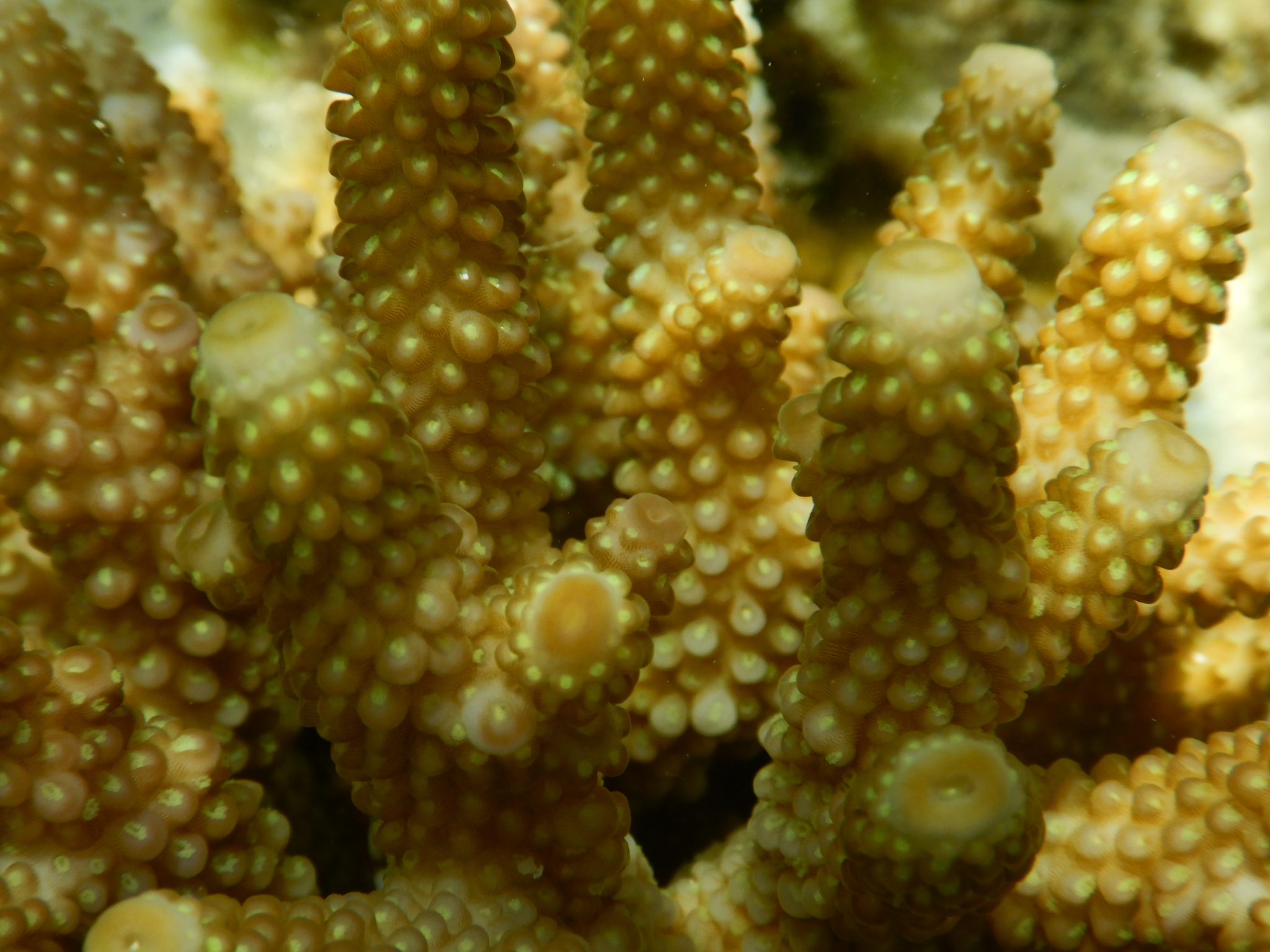 Acropora humilis (Dana, 1846)