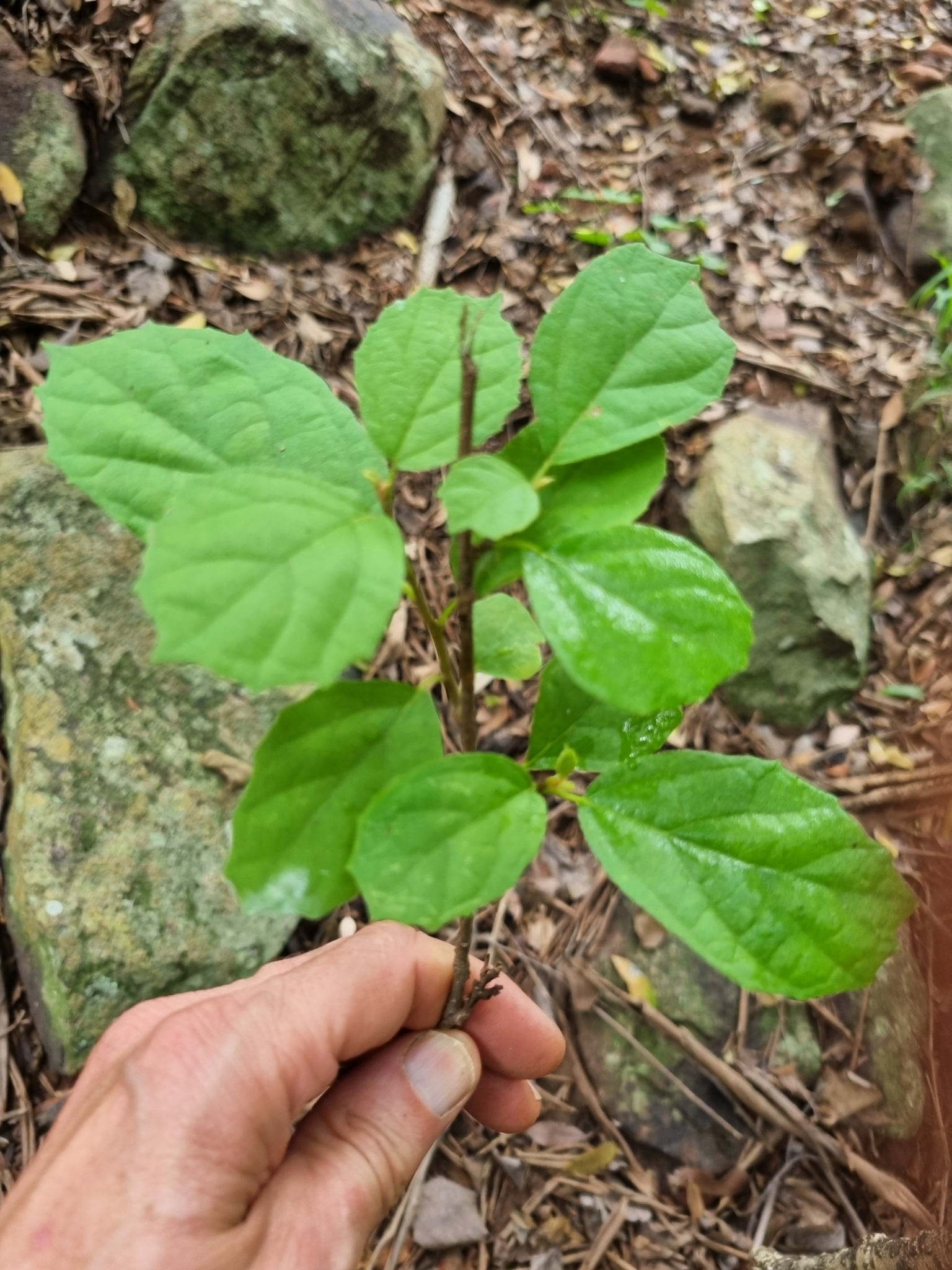 Cordia monoica Roxb.