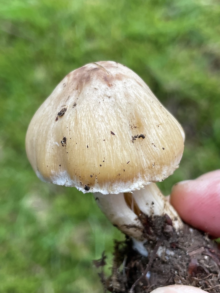 Inocybe splendens from NE 16th Pl, Bellevue, WA, US on March 25, 2022 ...
