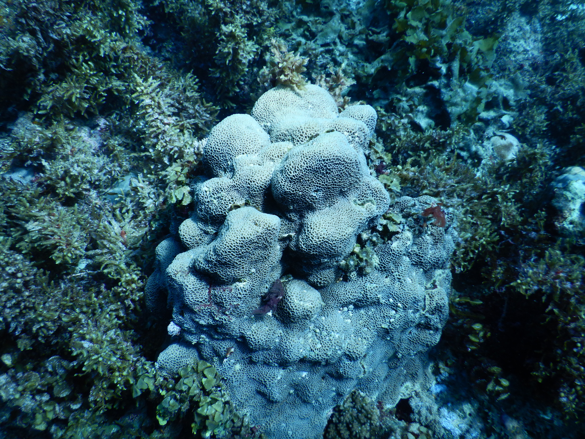 Gardineroseris planulata (Dana, 1846)