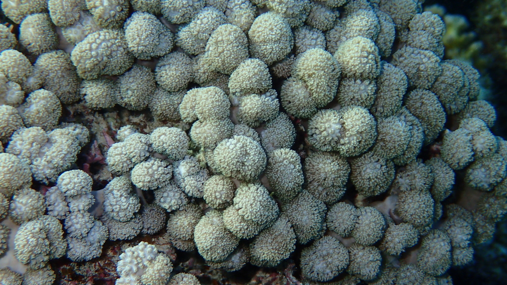Asterospicularia randalli from Dededo, Guam on March 26, 2022 at 02:43 ...