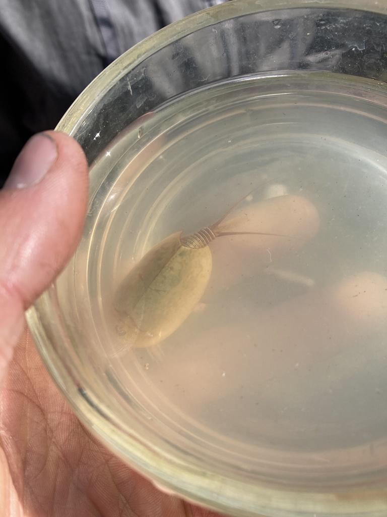 Vernal Pool Tadpole Shrimp in March 2022 by Dean Lyons · iNaturalist