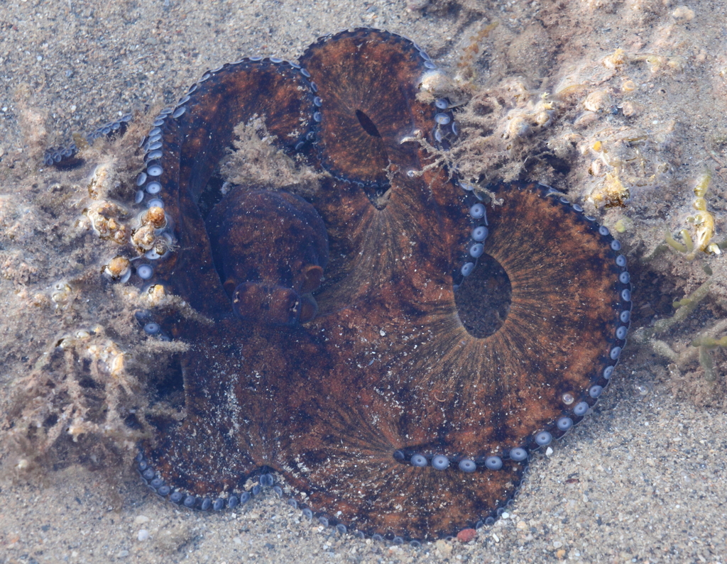 Day Octopus from Mardie WA 6714, Australia on June 13, 2010 at 04:45 PM ...