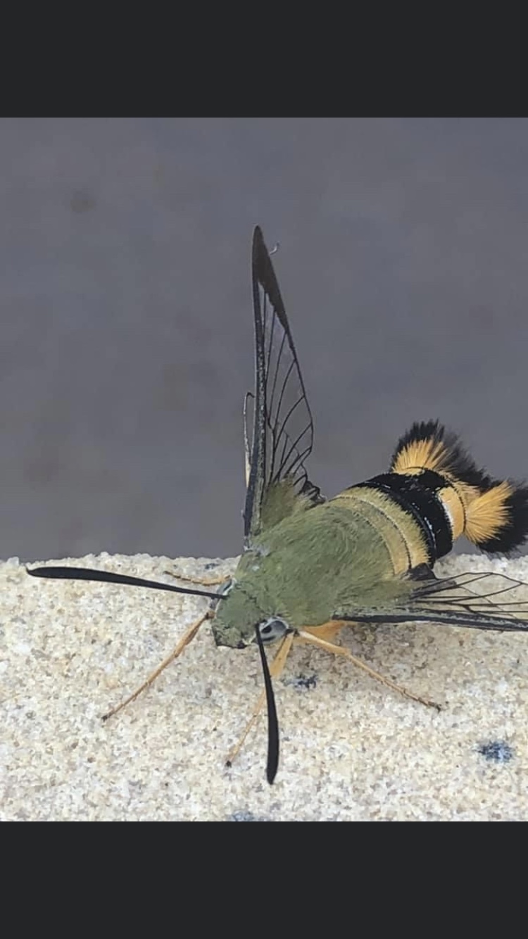 Cephonodes kingii MacLeay