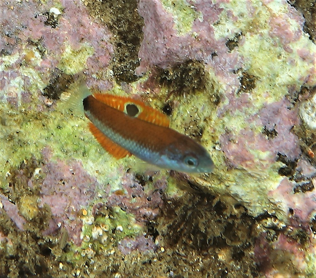Moon Wrasse from 1 Bower Ln, Manly NSW 2095, Australia on March 27 ...