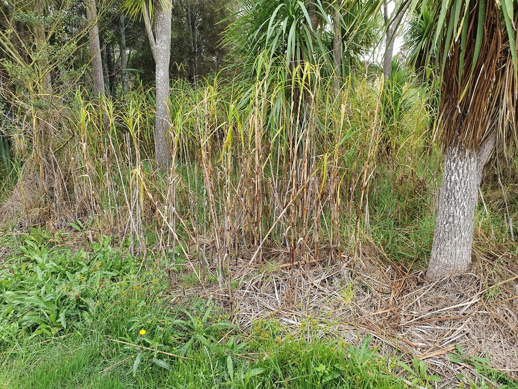 bamboos, canes, and allies from Army Bay, Auckland 0930, New Zealand on ...