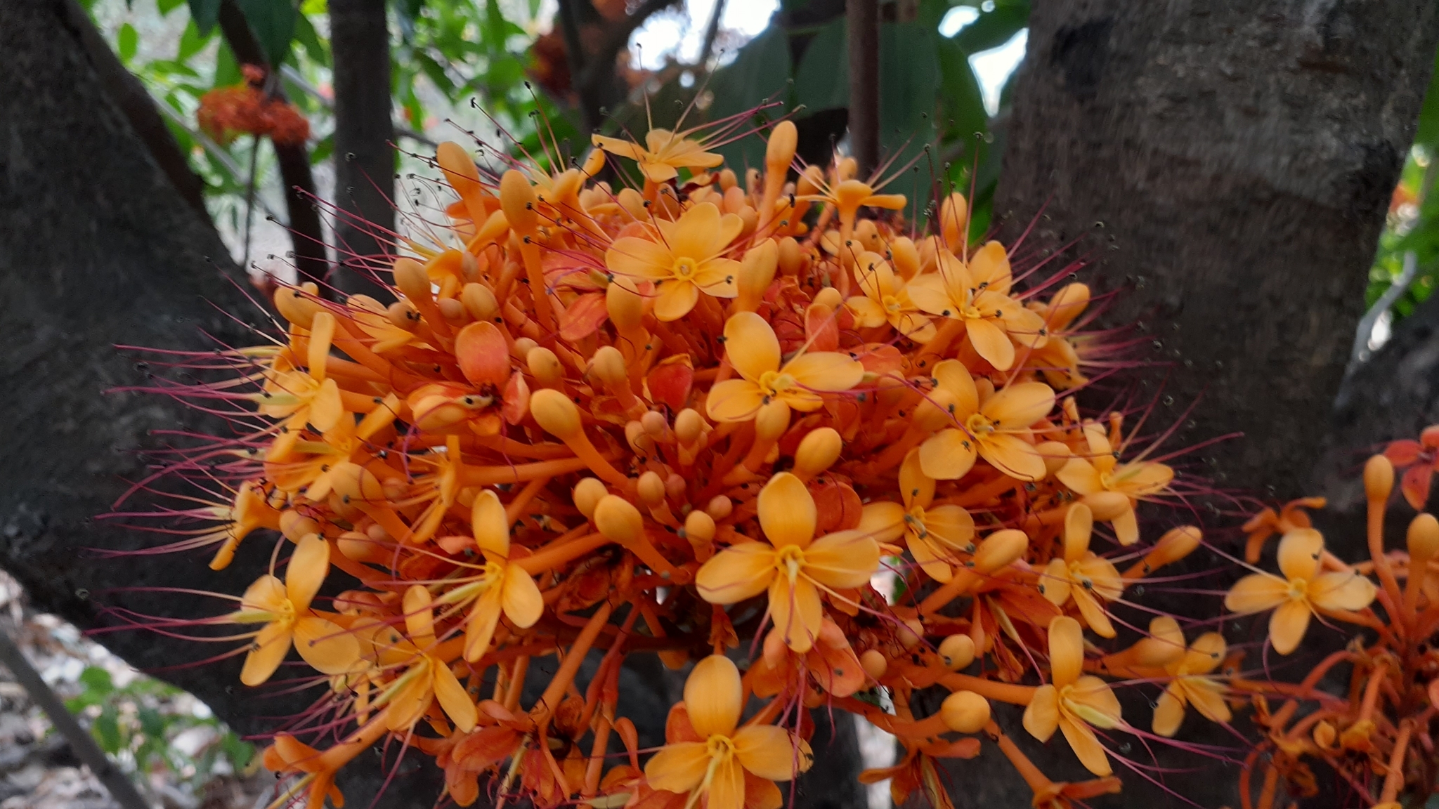 Saraca asoca (Roxb.) W.J.de Wilde
