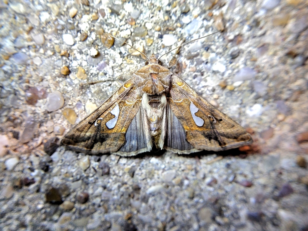 Bilobed Looper Moth in March 2022 by A Rector · iNaturalist