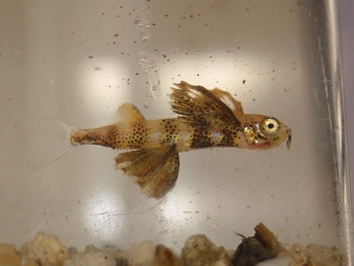 Narrowtongue Flyingfish (Cheilopogon doederleinii) · iNaturalist