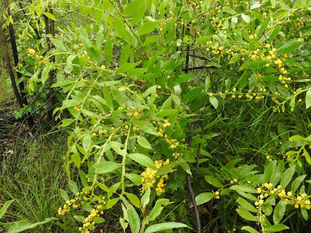 flat-stemmed wattle from Walligan QLD 4655, Australia on March 27, 2022 ...