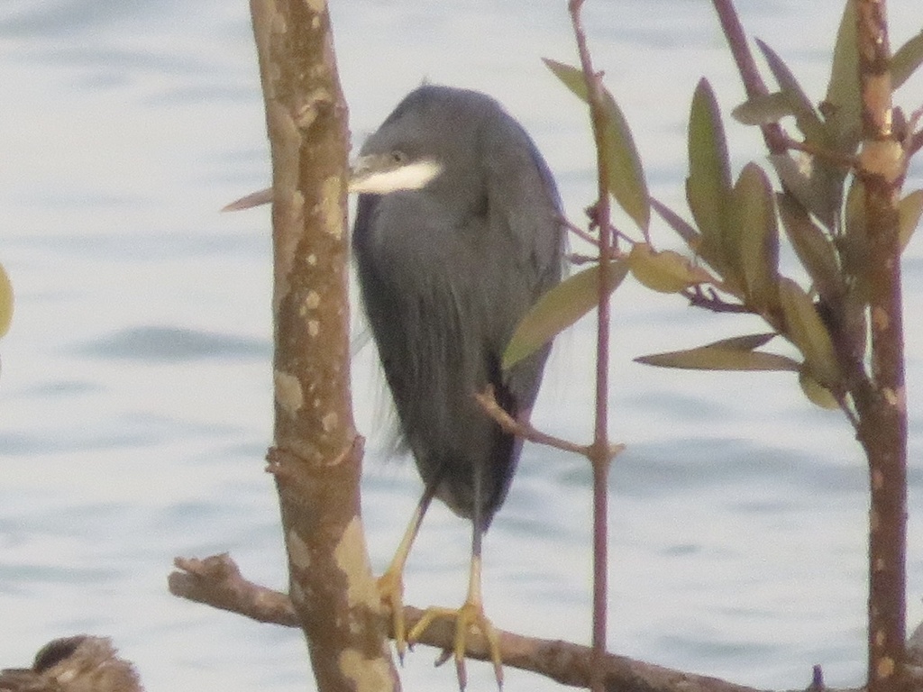 Western Reef-Heron from North Atlantic Ocean, Boké, GN on March 01, 2022 at 12:00 AM by seasav ...