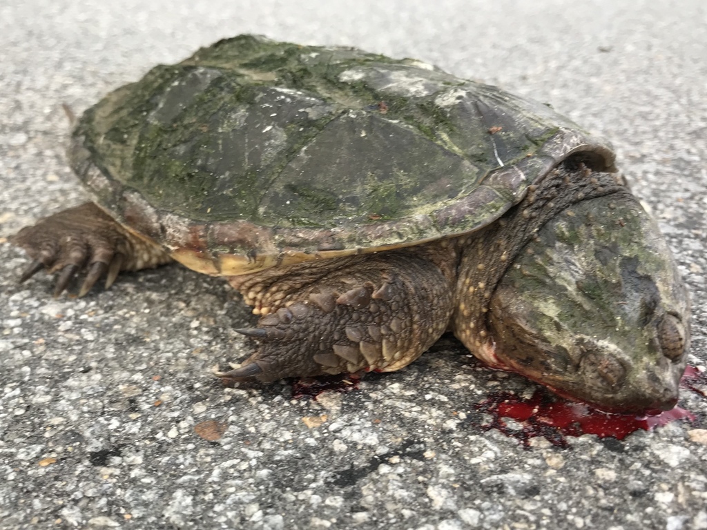 Common Snapping Turtle from 663–881 Main St, Gatesville, NC, US on May ...