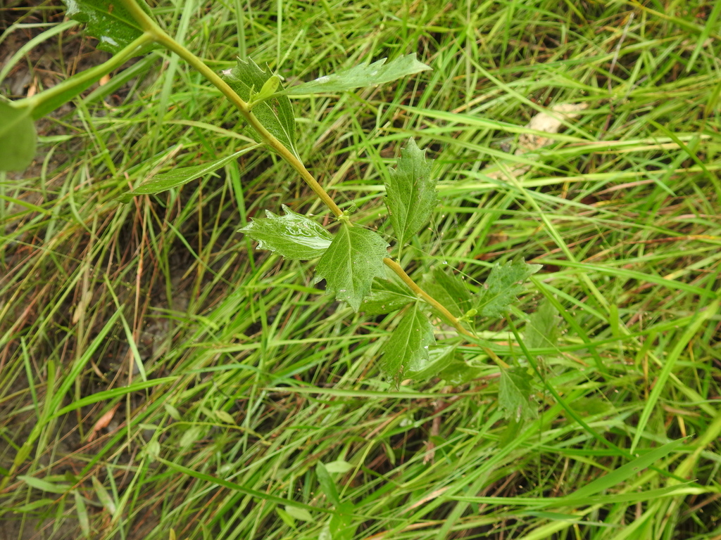groundsel tree from Walligan QLD 4655, Australia on March 27, 2022 at ...