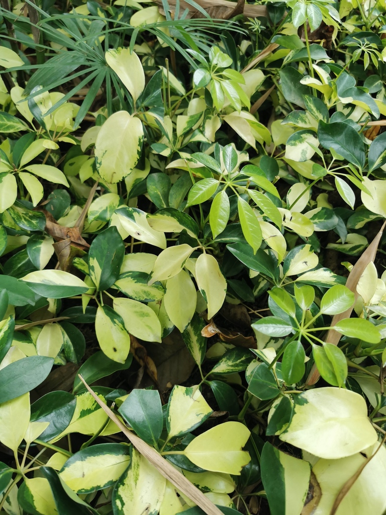 Miniature umbrella tree from 澳门望德堂区 on March 27, 2022 at 03:11 PM by ...