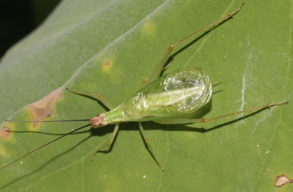 Common Tree Crickets from Hidalgo, Texas, United States on November 10 ...