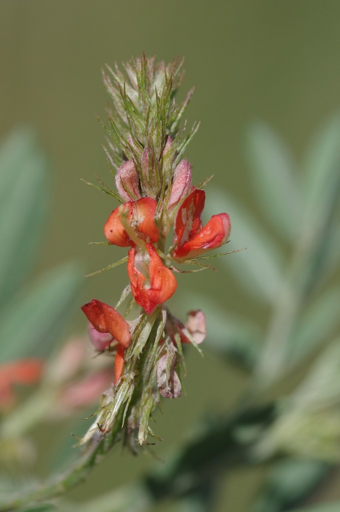 Swollen Indigo from N2 cuttings above the Tina River, Transkei, Eastern ...