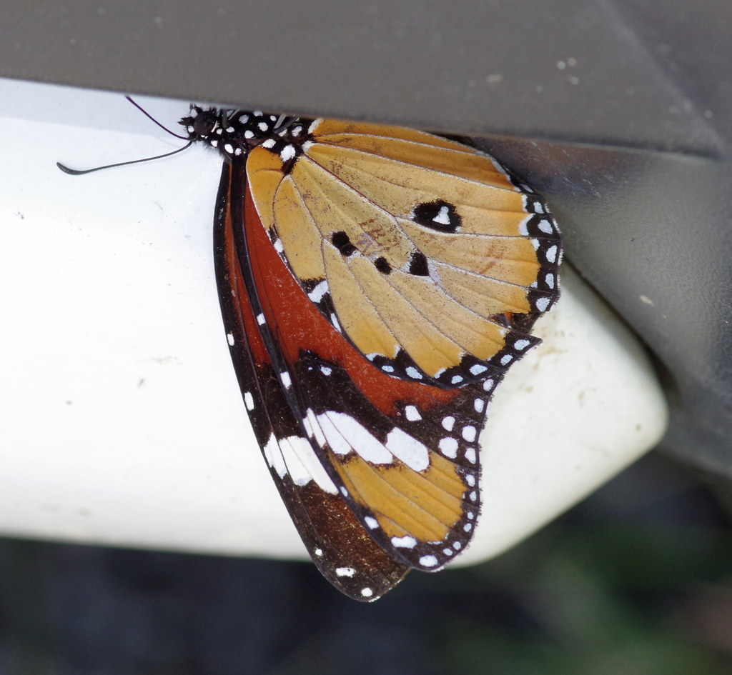 African Monarch from N2 cuttings above the Tina River, Transkei ...